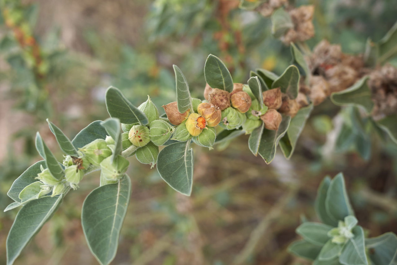 Herbal Focus: Ashwagandha (Withania somnifera) » Survive and Thrive ...