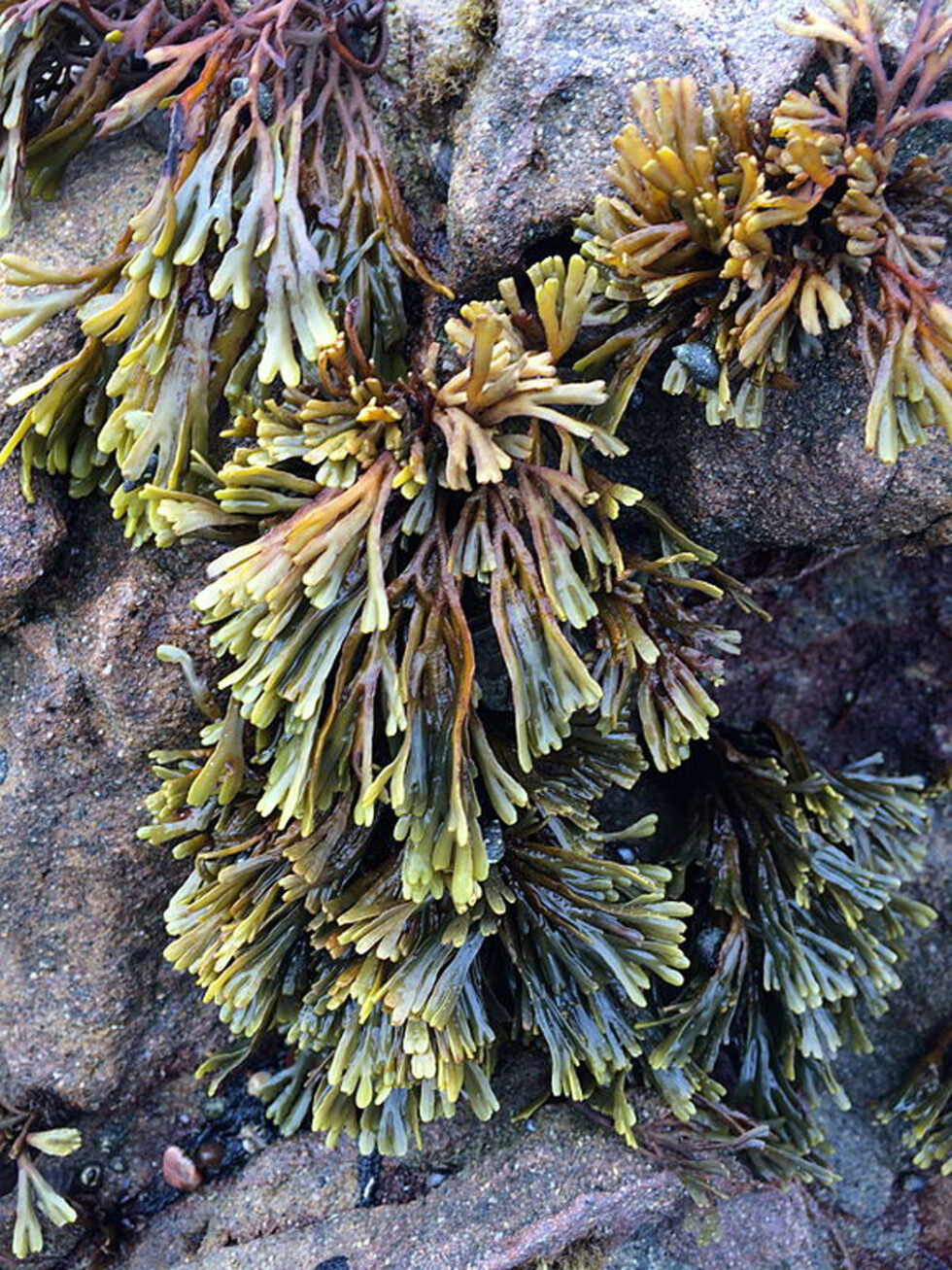 Why (Almost) Everyone Should Eat Seaweed — Wild Food Recipe Included ...
