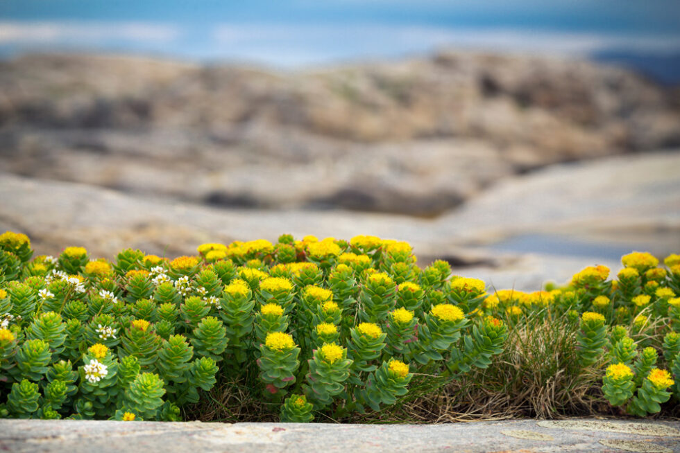 Herbal Focus: Golden Root Rhodiola rosea » Survive & Thrive with Nicole ...