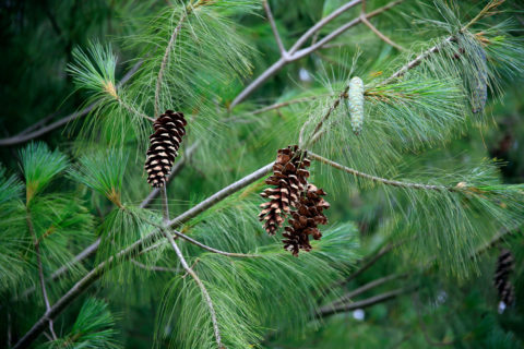 Herbal Focus: White Pine (Pinus strobus) » Survive & Thrive with Nicole ...