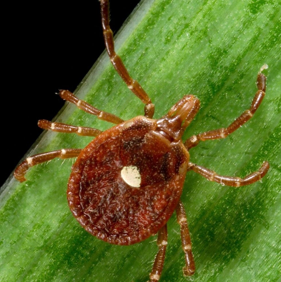 Alpha-Gal Syndrome (Red Meat Allergy) Is On The Rise. Here’s How To ...