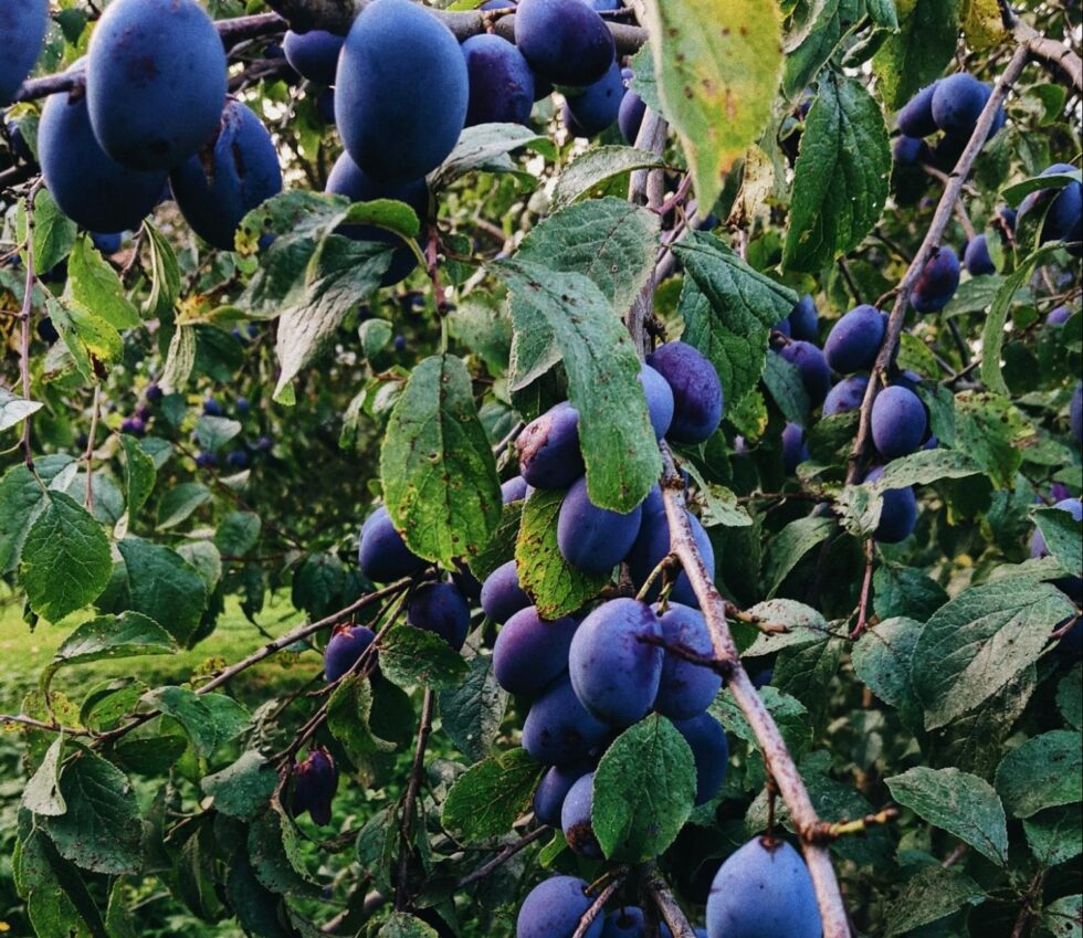 Herbal Focus: Wild Plum Prunus americana » Survive & Thrive with Nicole ...